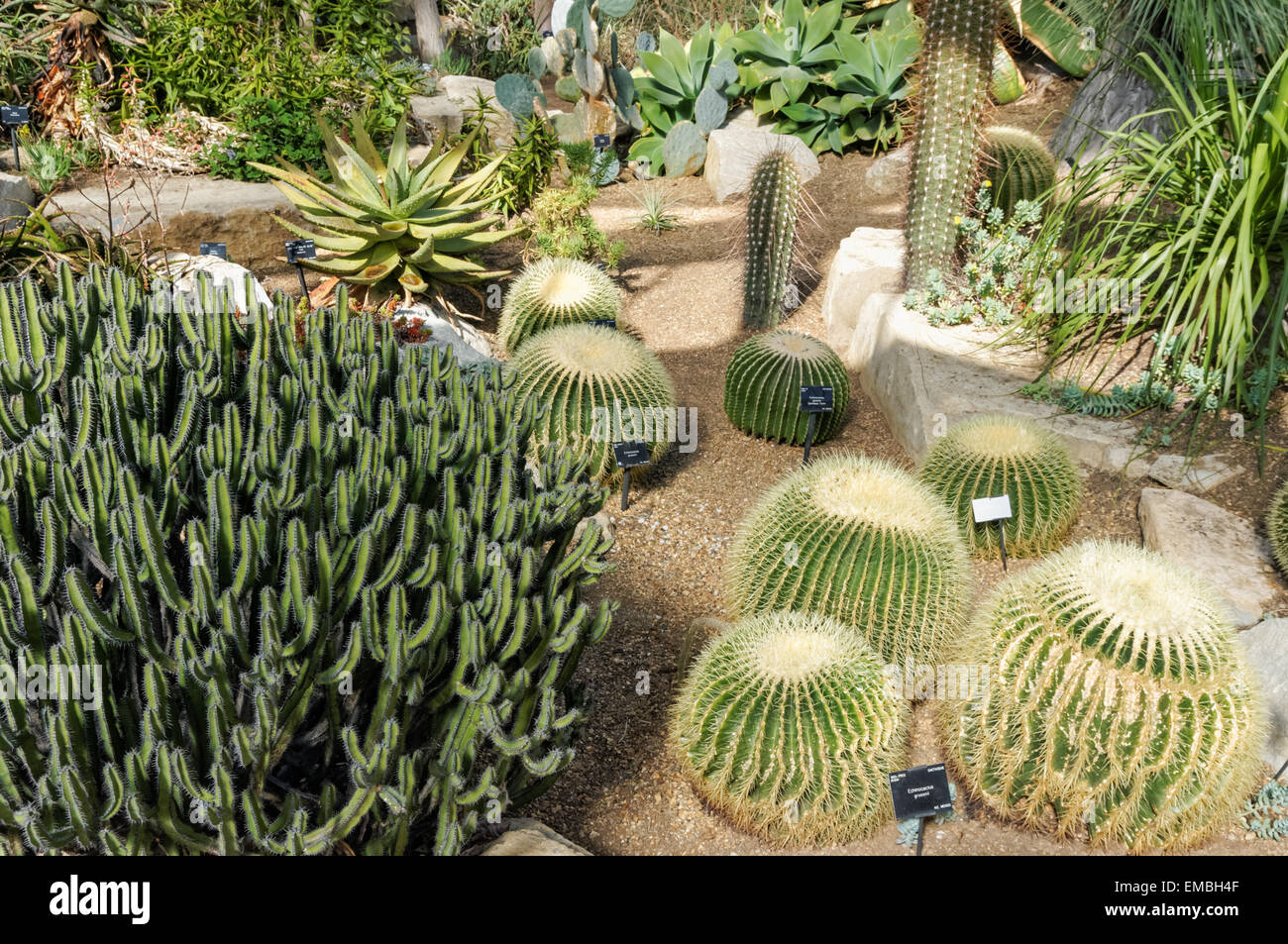 Golden ball cactus uk hi-res stock photography and images - Alamy