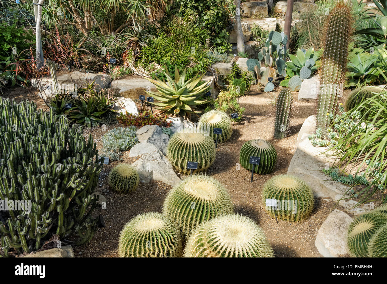 Golden barrell cactus at greenhouse in the Kew Gardens, London England ...