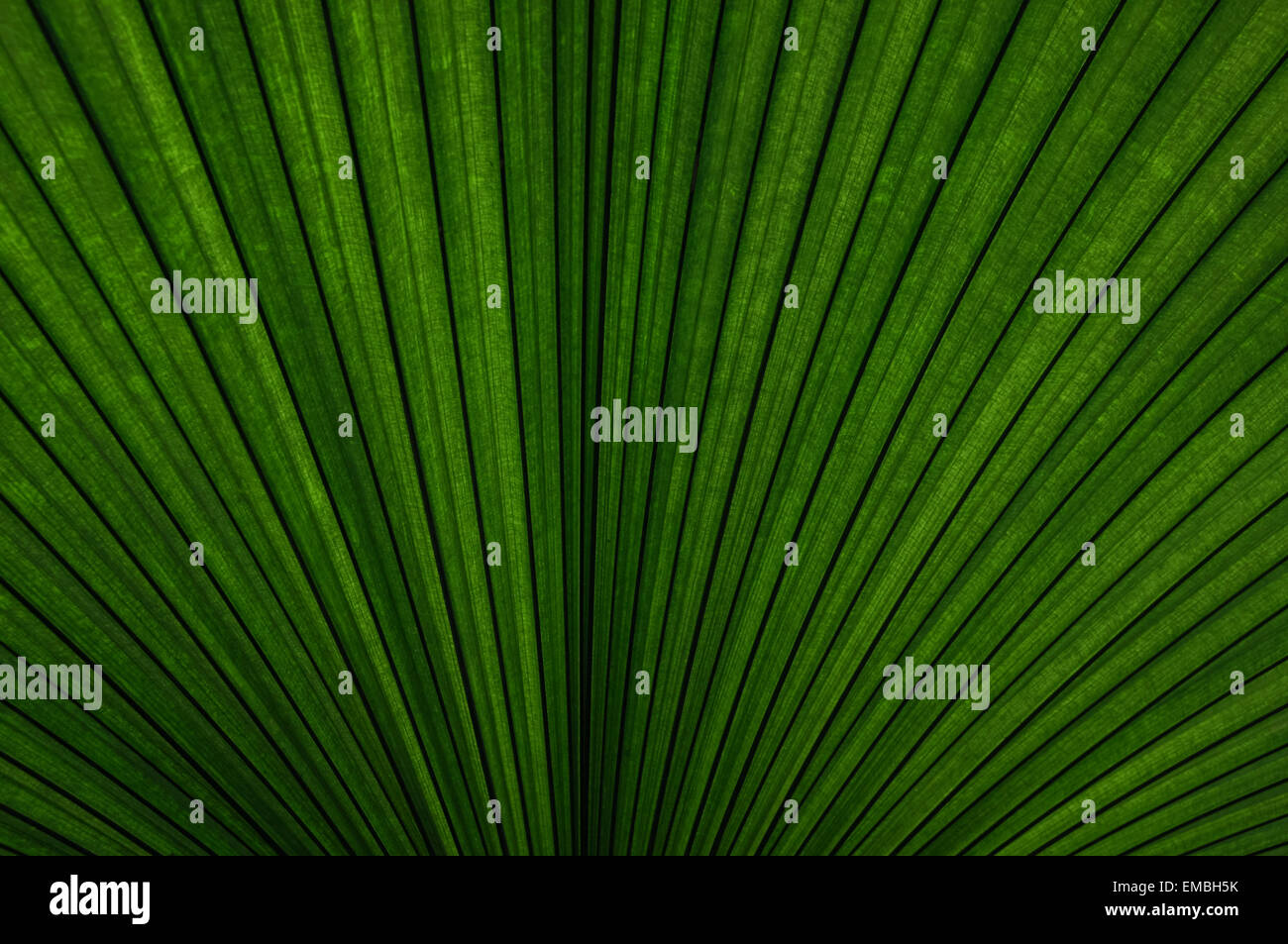 Palm leaves texture hi-res stock photography and images - Alamy