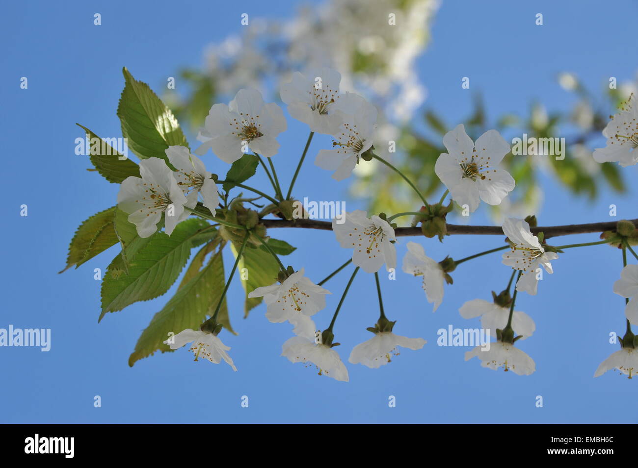 New blossoms hi-res stock photography and images - Alamy