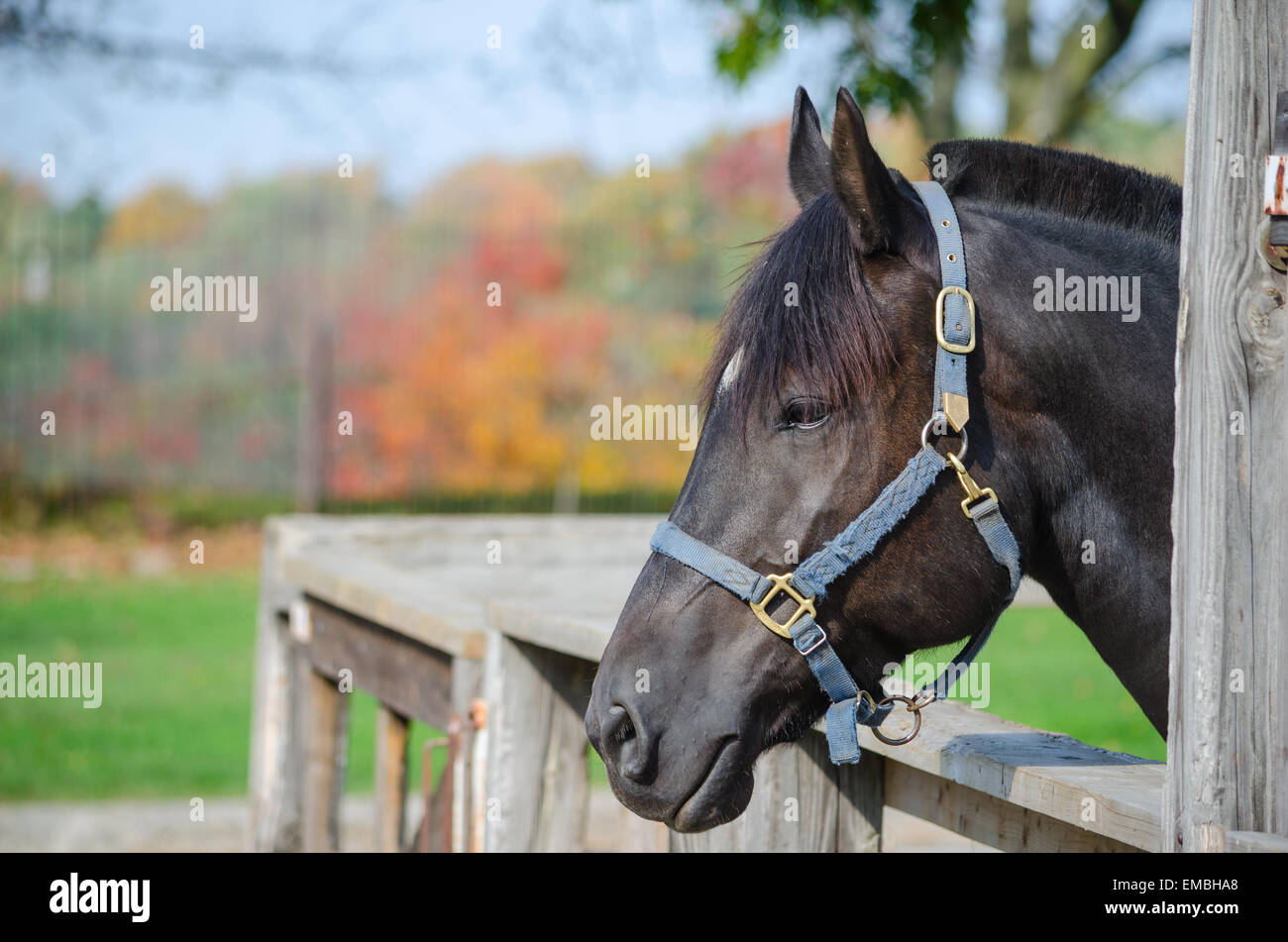 Black horse head hi-res stock photography and images - Alamy