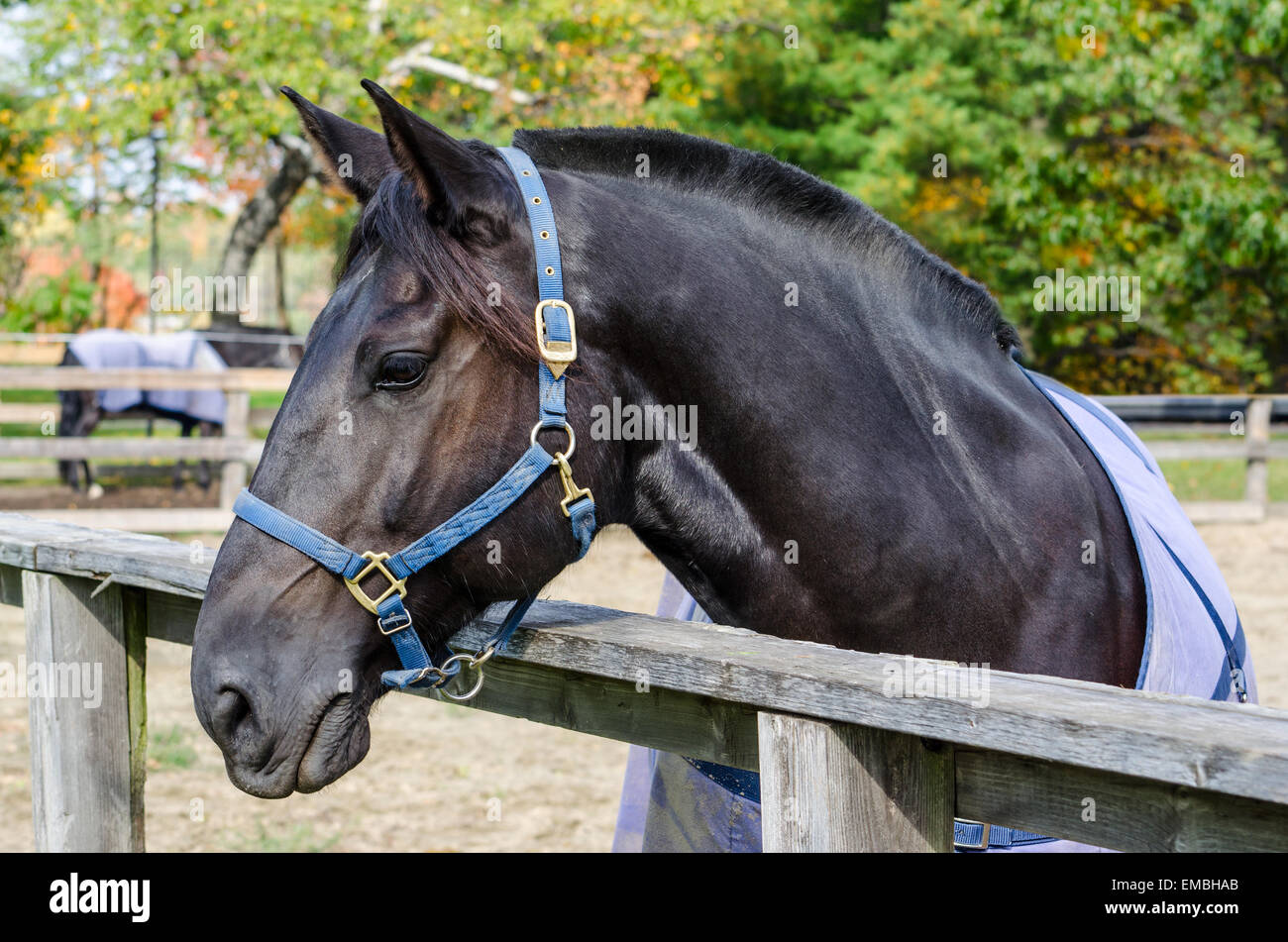 Black horse head hi-res stock photography and images - Alamy
