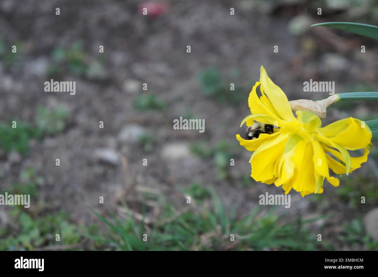 Bumble bee pollination hi-res stock photography and images - Alamy