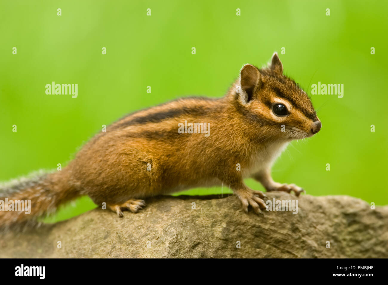Yellow-Pine Chipmunk (Eutamias amoenus) sitting on a rock in Issaquah ...