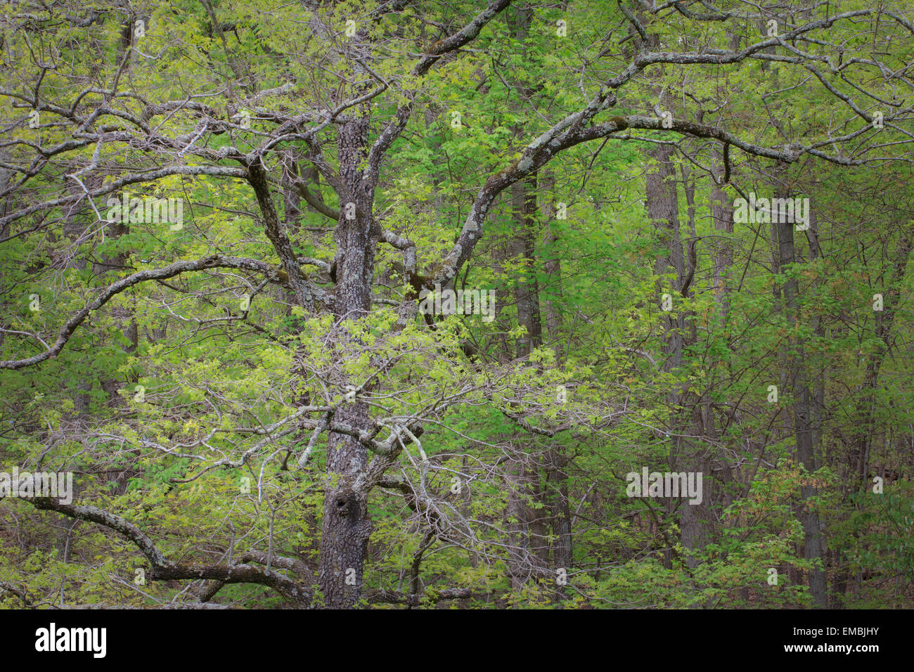 Old tree standing hi-res stock photography and images - Alamy