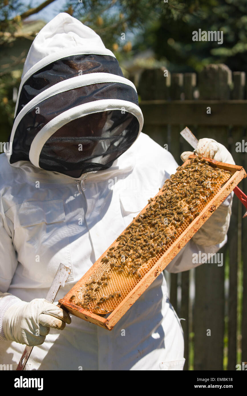 Woman beekeeper checking the health of the honey in a frame in Seattle ...