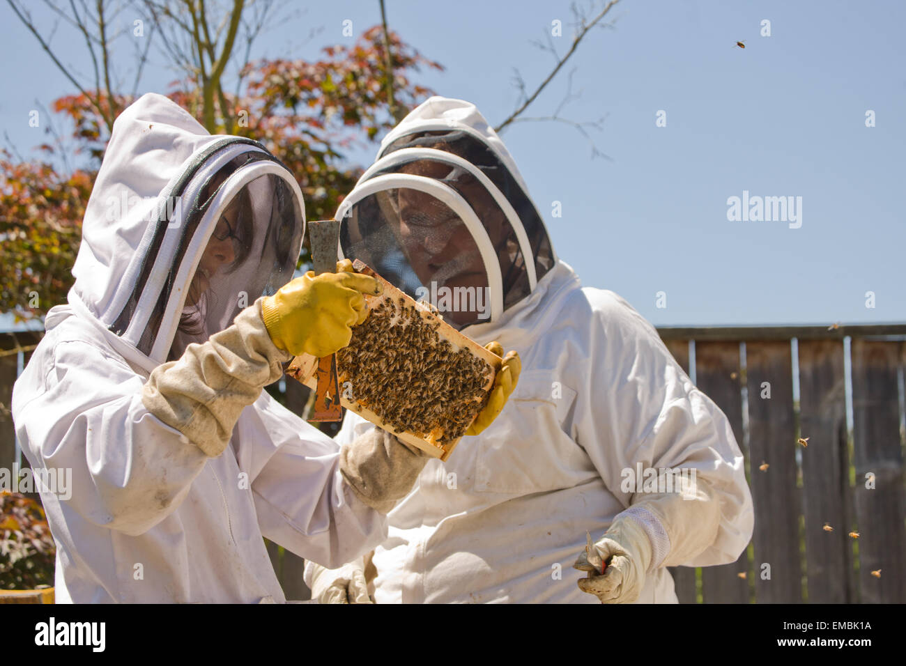 Two women beekeepers checking the health of the honey in a frame in ...