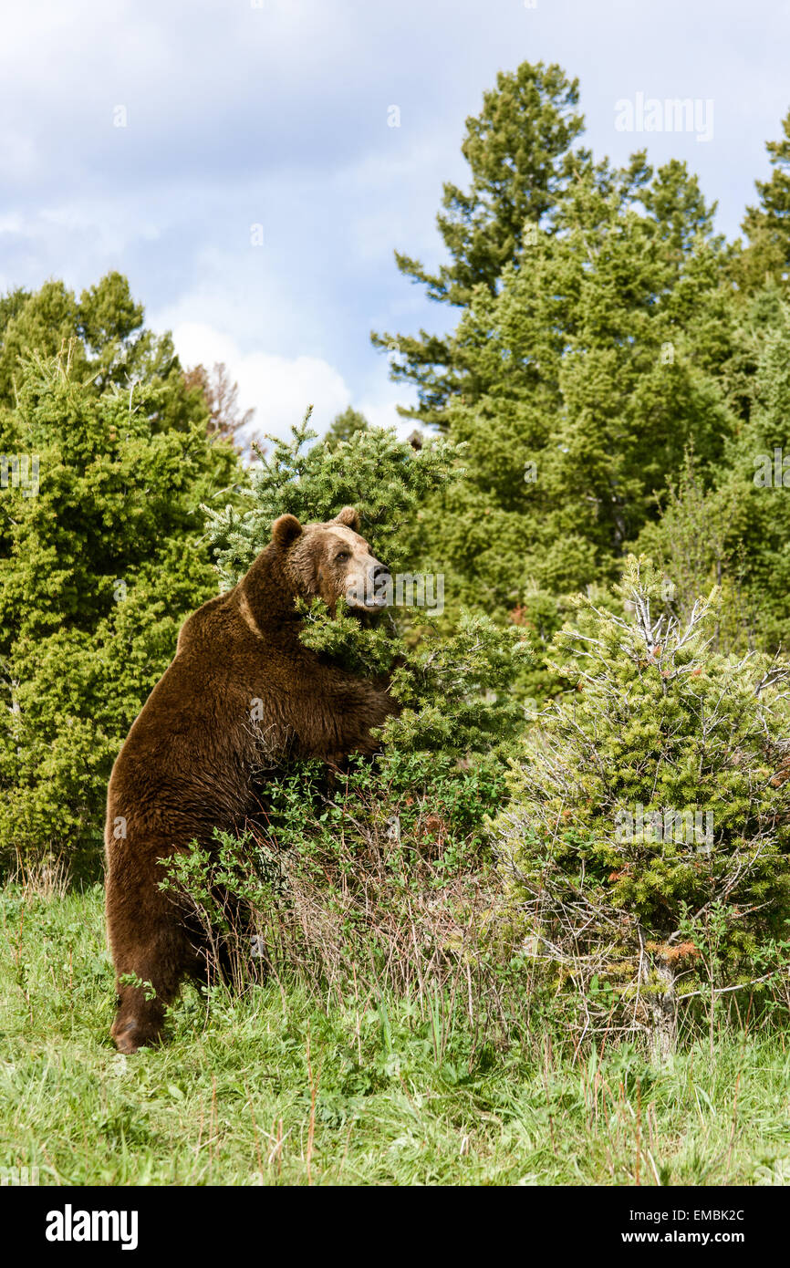 Grizzly Bear Eating Berries