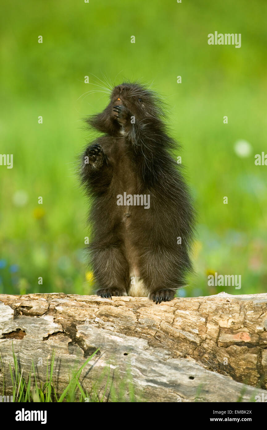 Juvenile Common Porcupine standing on log in meadow looking up Stock ...