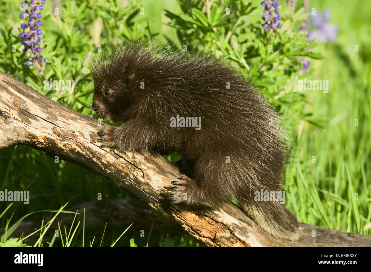 Baby Common Porcupine (Erethizon dorsatum) climbing on a log in the ...