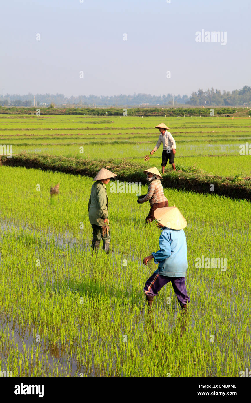 Farmers and rice field hi-res stock photography and images - Alamy