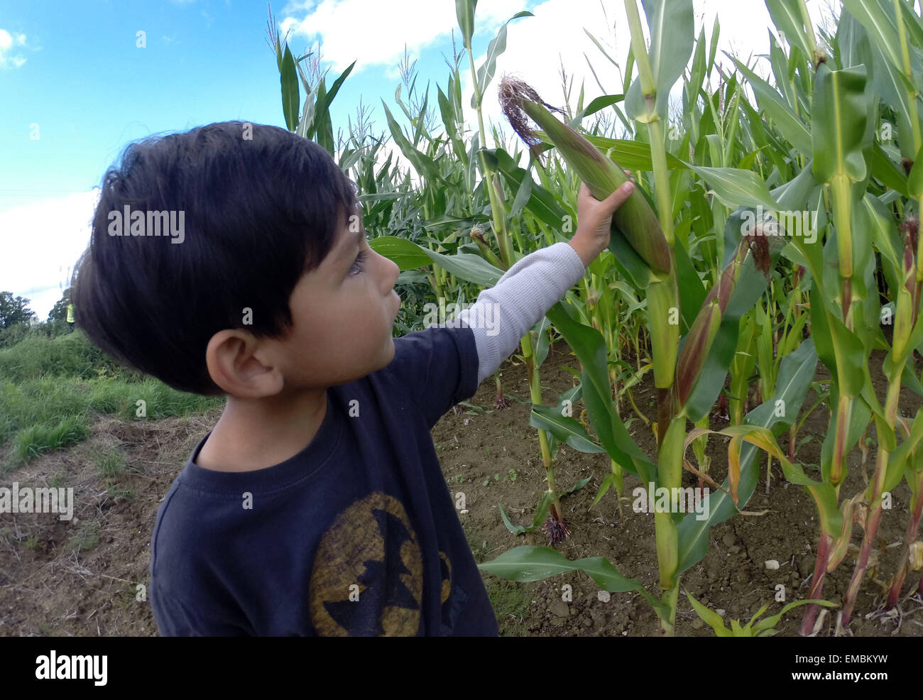 It's a picture of a kid in a cornfield in a farm by a day time. He is ...