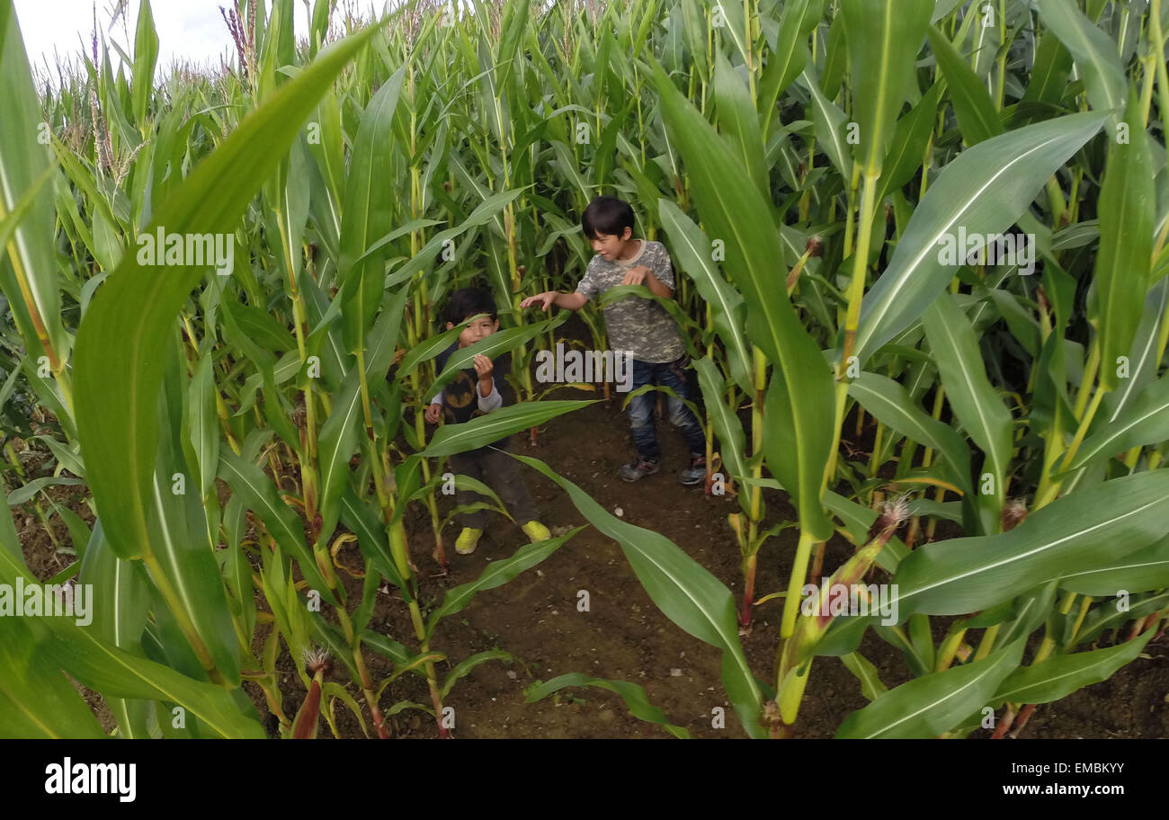 It's a picture of a kid in a cornfield in a farm by a day time. He is ...