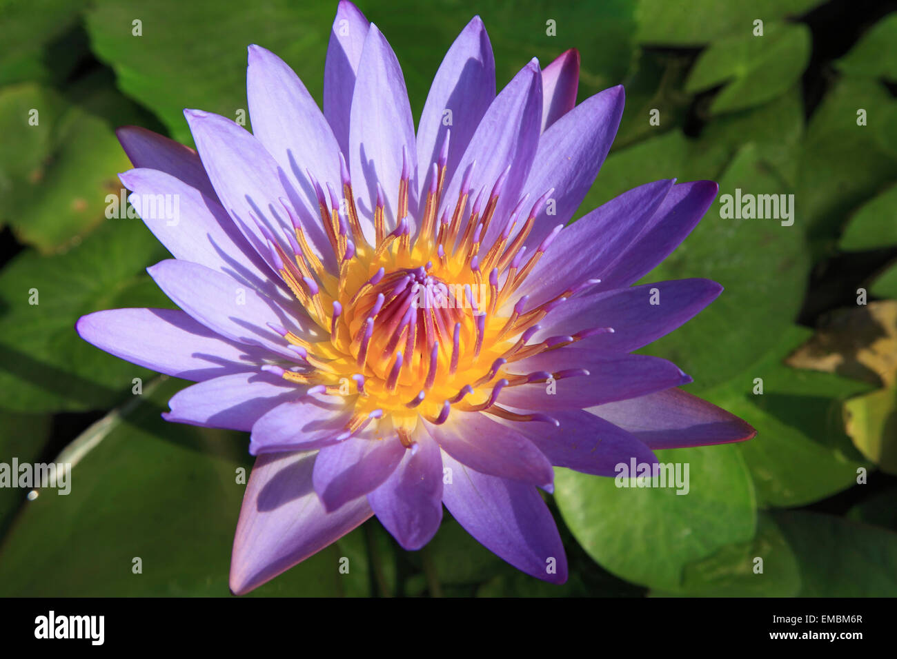Vietnam, Hoi An, lotus flower Stock Photo - Alamy