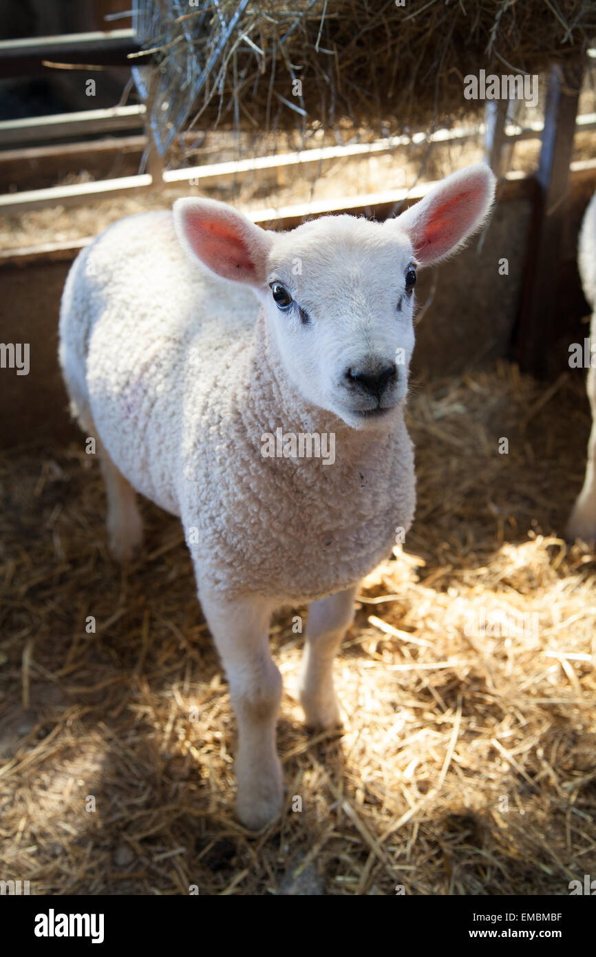 A 5 week old hand reared Welsh spring lamb looking directly at the ...