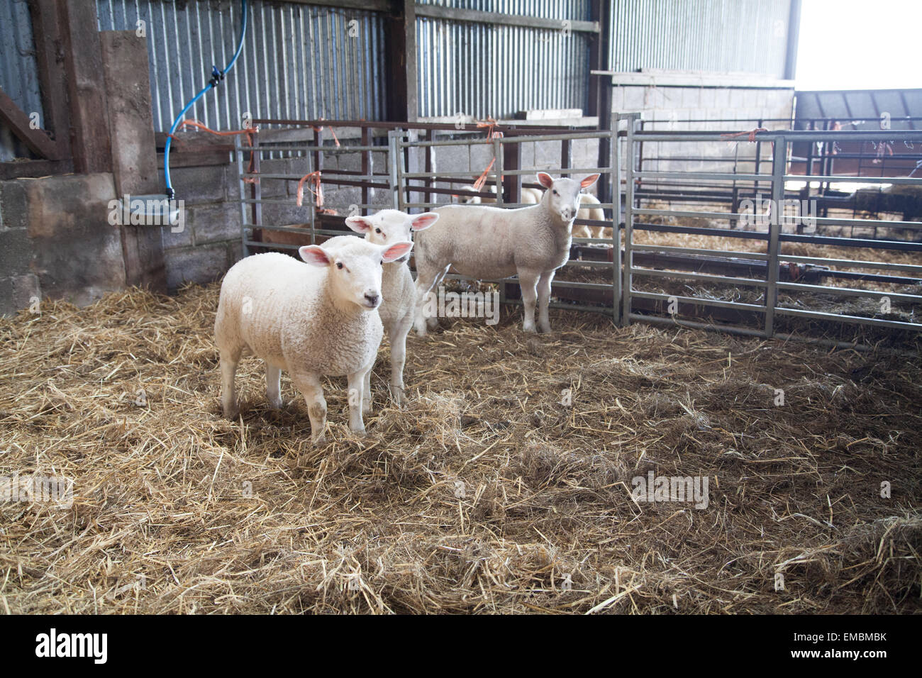 Three Welsh 9 week old hand reared spring lambs huddle together in an ...