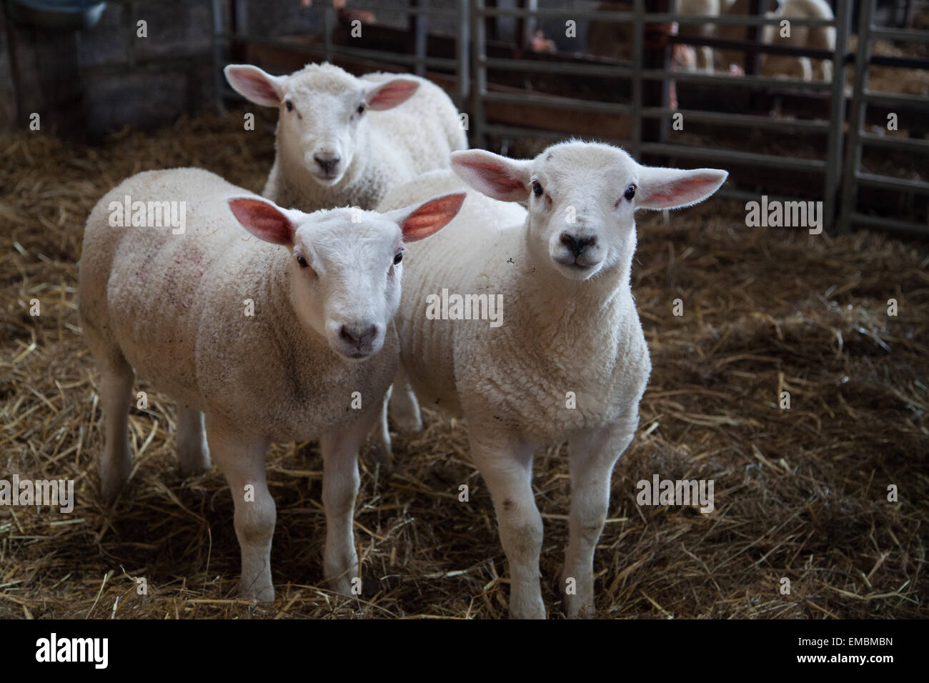 Three Welsh 9 week old hand reared spring lambs huddle and look ...
