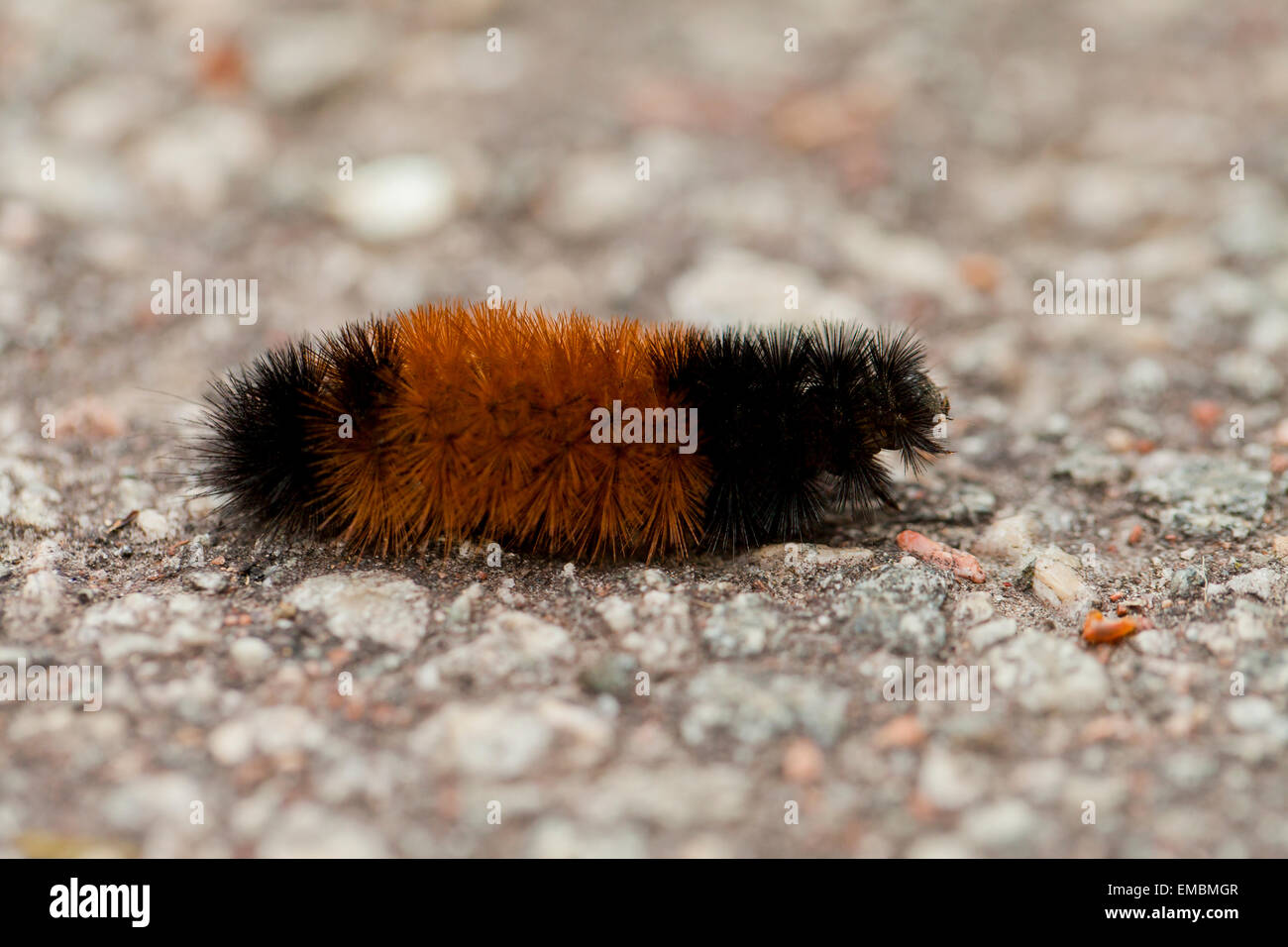Woolly Bear caterpillar, Isabella Tiger Moth larva (Pyrrharctia ...
