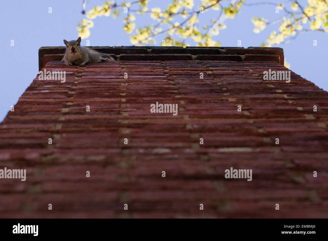 Squirrel House High Resolution Stock Photography and Images - Alamy