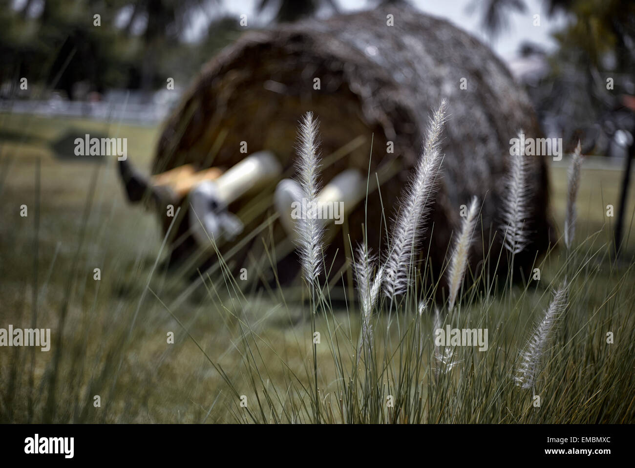 Rolling in the hay. Amusing image representative of fun in the hay ...