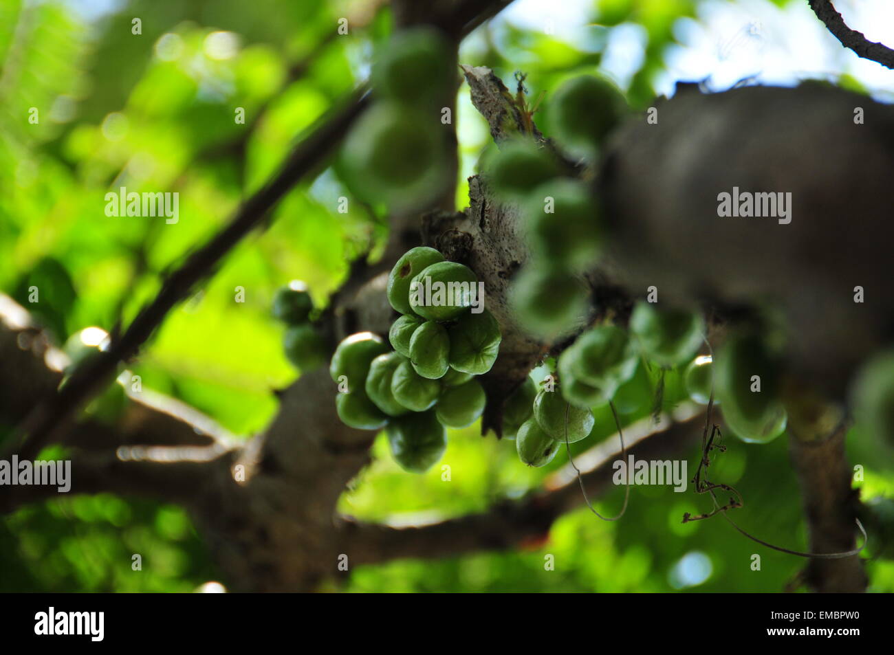Natural beauty of green plants Stock Photo - Alamy