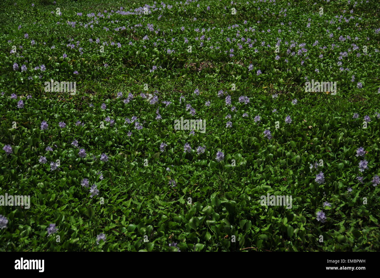 Hyacinth flowers on top of a water path Stock Photo - Alamy