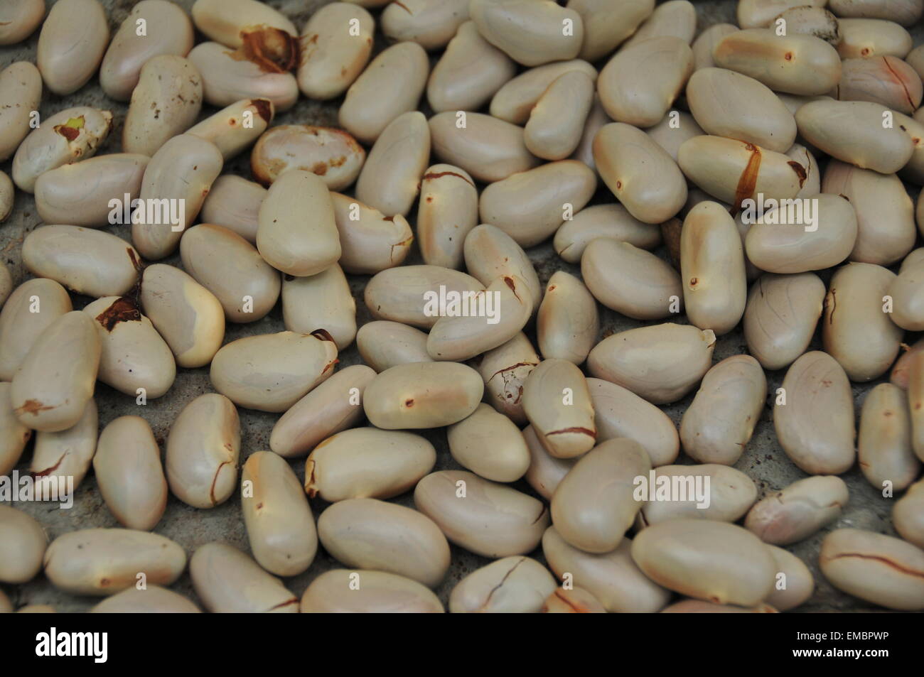 Jack fruit fruit hi-res stock photography and images - Alamy