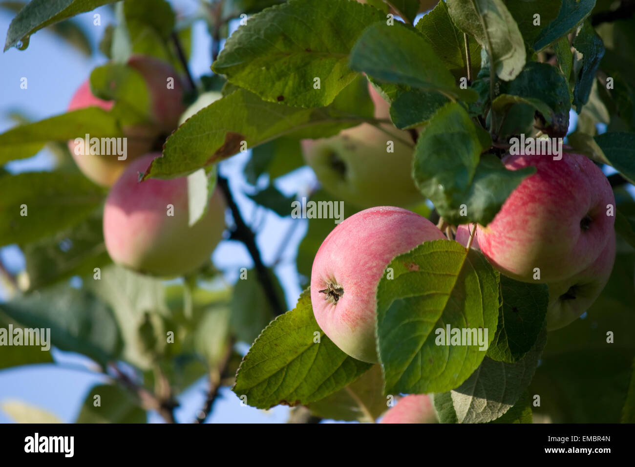 Apple tree with fruit ripe hi-res stock photography and images - Alamy