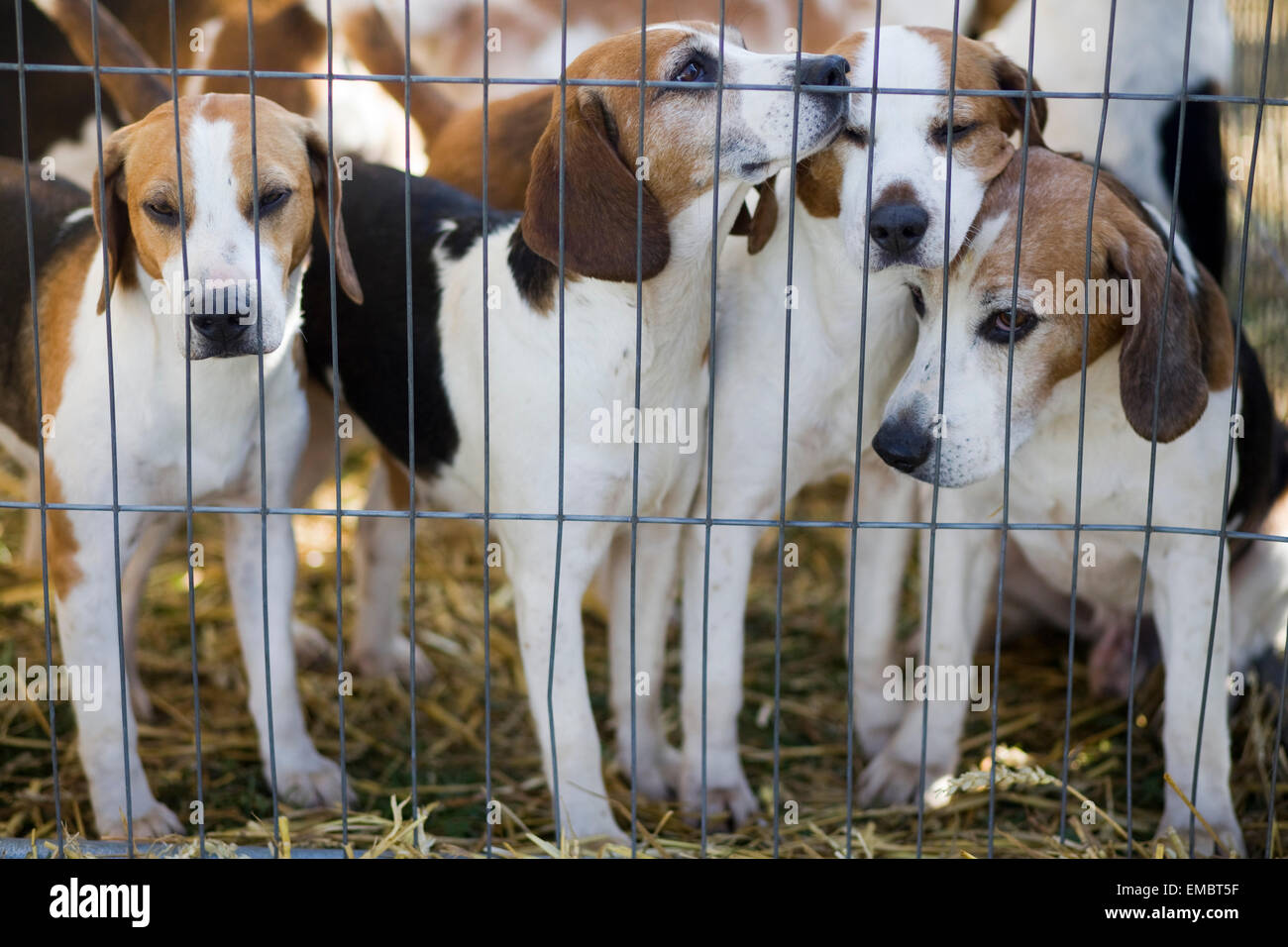 American Foxhound Puppies
