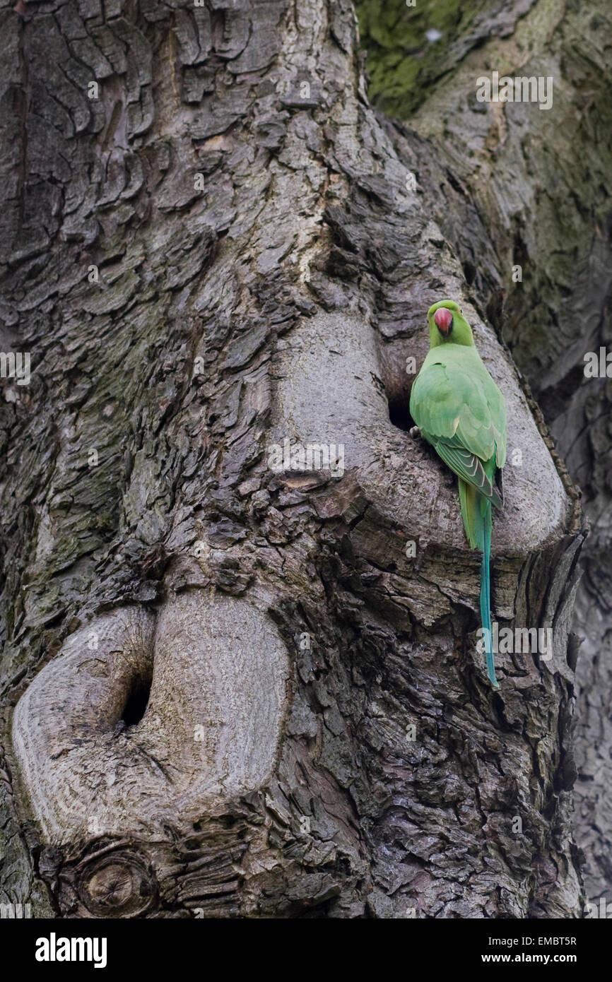 Parakeet in a tree in London's Hyde Park Stock Photo - Alamy