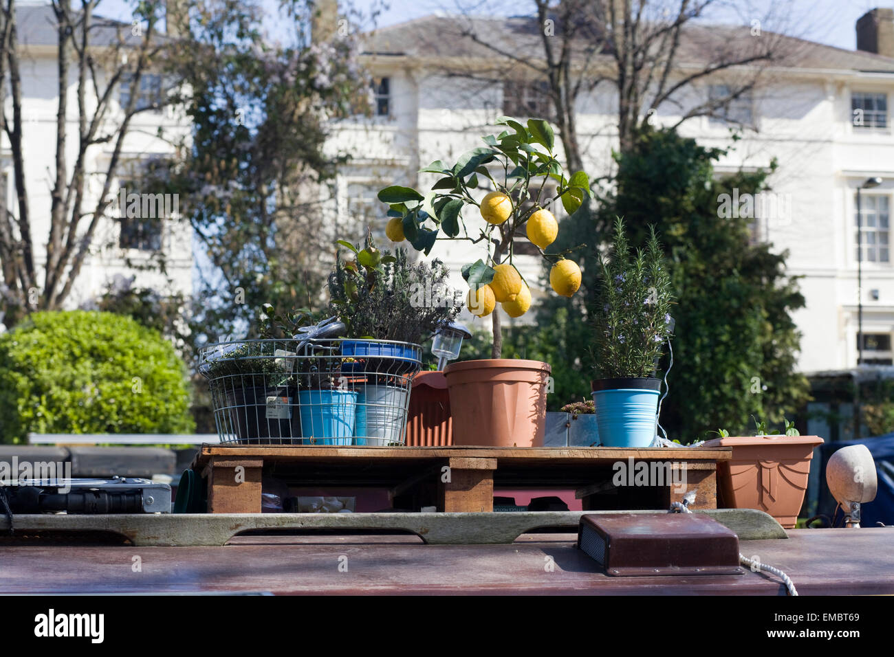 Lemon Tree and plants on the top of a Narrow boat moored in Little ...