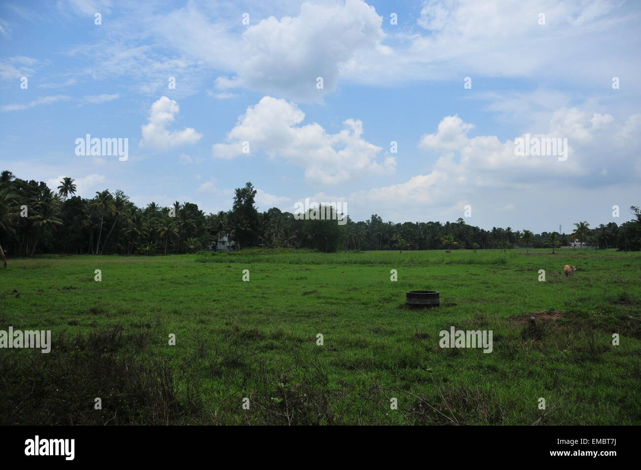 Sky and paddy field hi-res stock photography and images - Alamy
