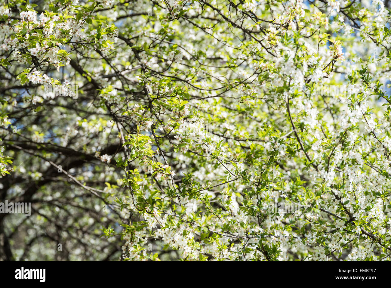 Spring Blossom Tree Branches With White Flowers Stock Photo - Alamy