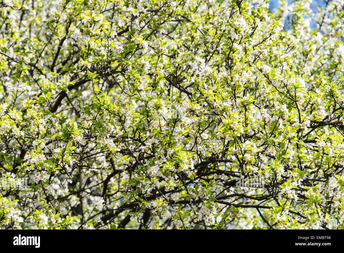 Branches of flowers hi-res stock photography and images - Alamy