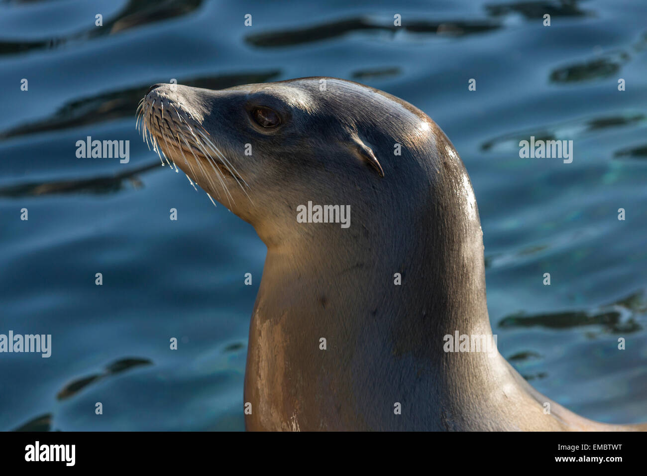 Sunset seal hi-res stock photography and images - Alamy
