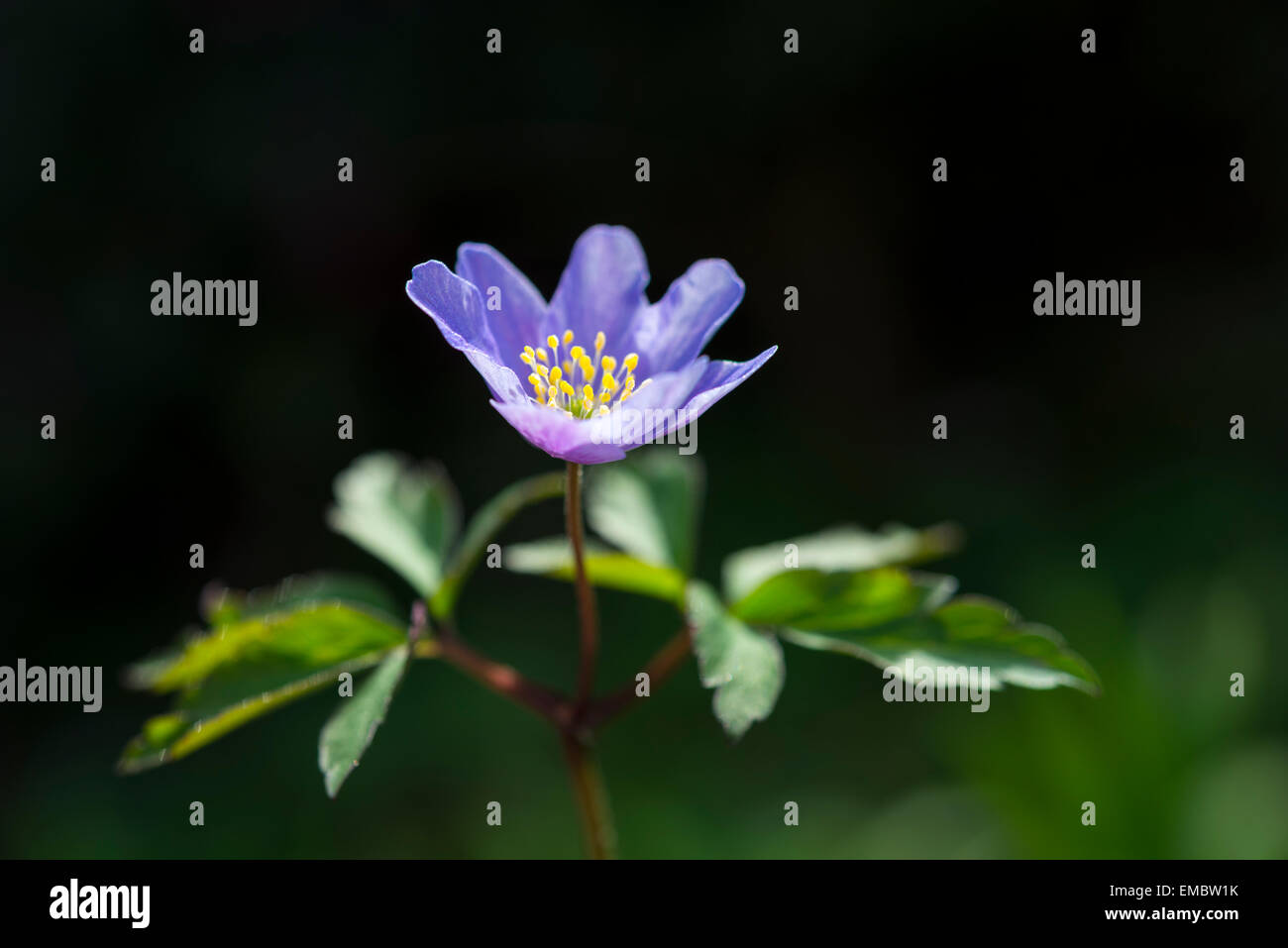 Anemone robinsoniana hi-res stock photography and images - Alamy