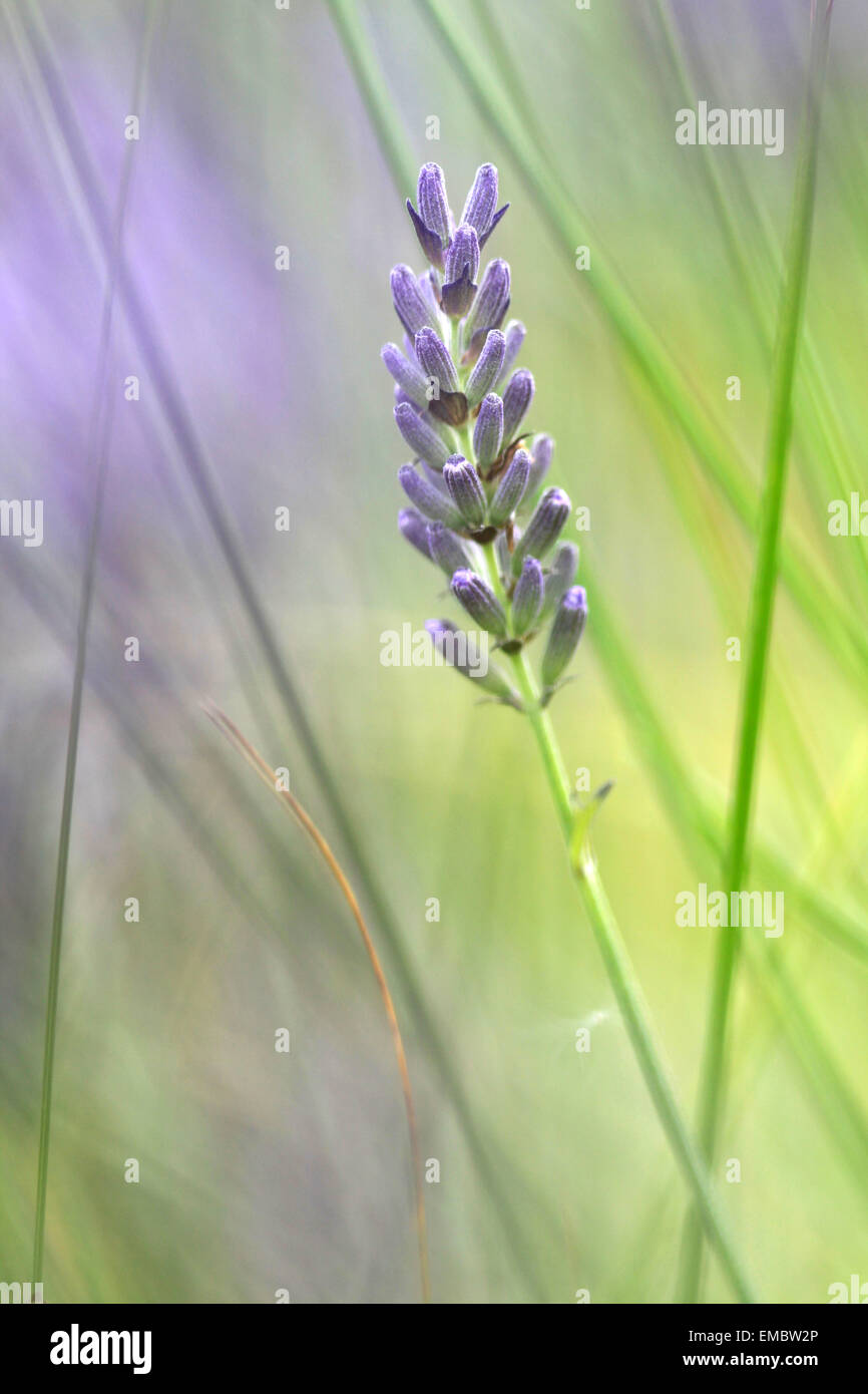A single stem of lavender Stock Photo - Alamy