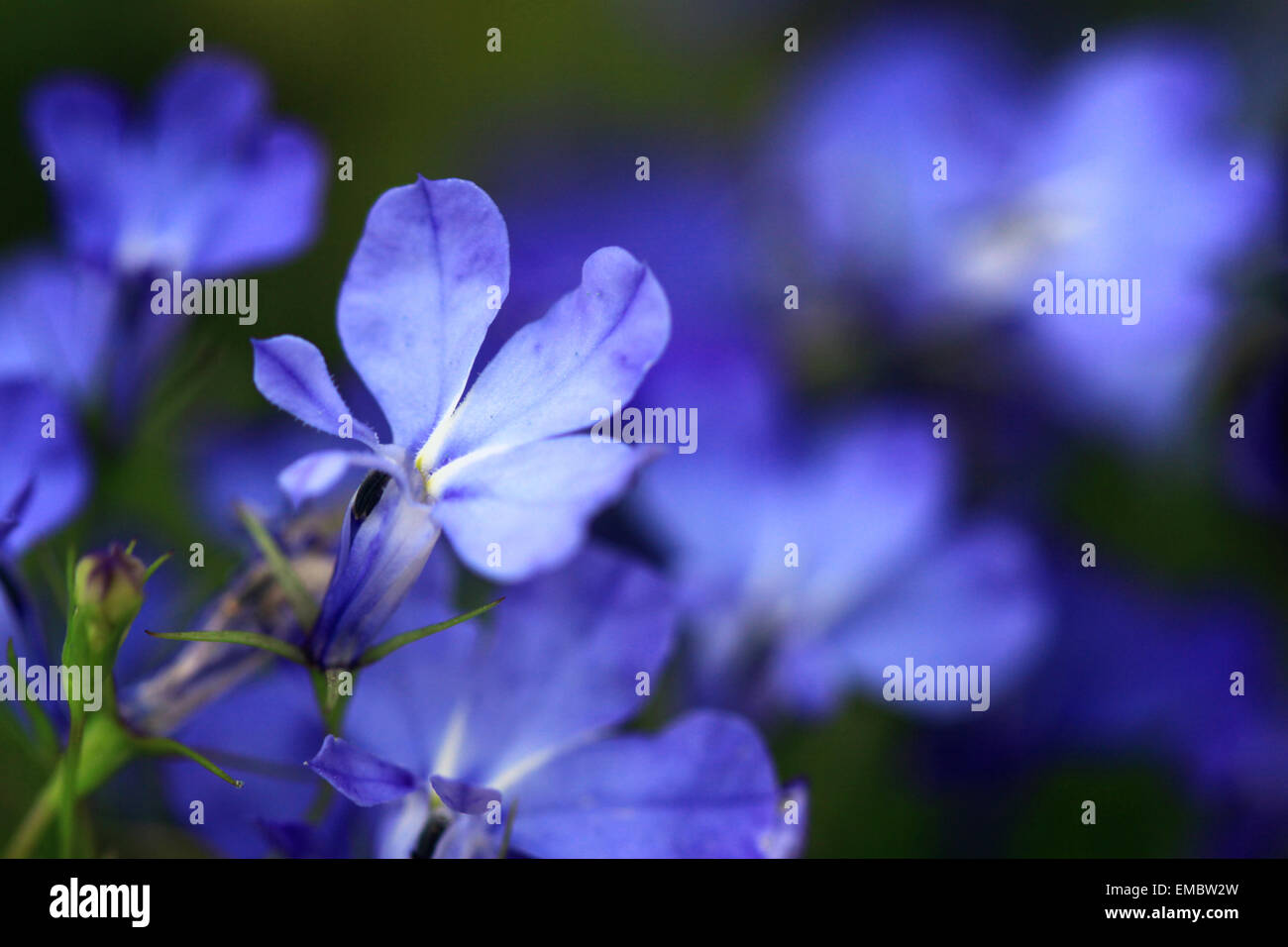 Lobelia species hi-res stock photography and images - Alamy