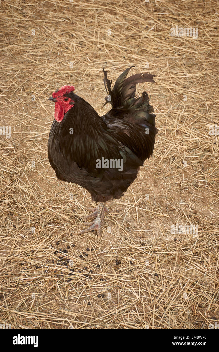 Rooster hi-res stock photography and images - Alamy