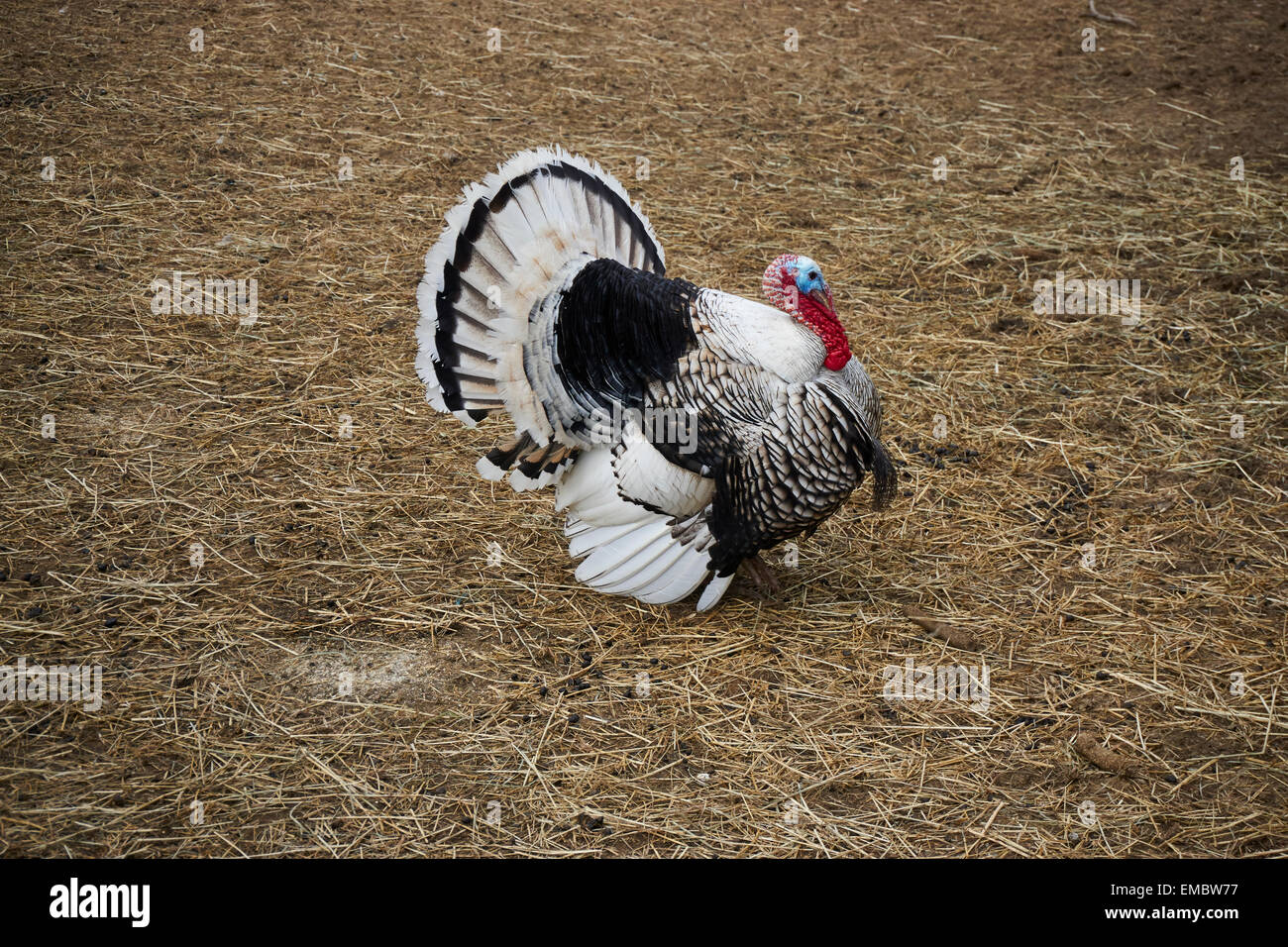 Turkey displaying it's full feathers Stock Photo - Alamy