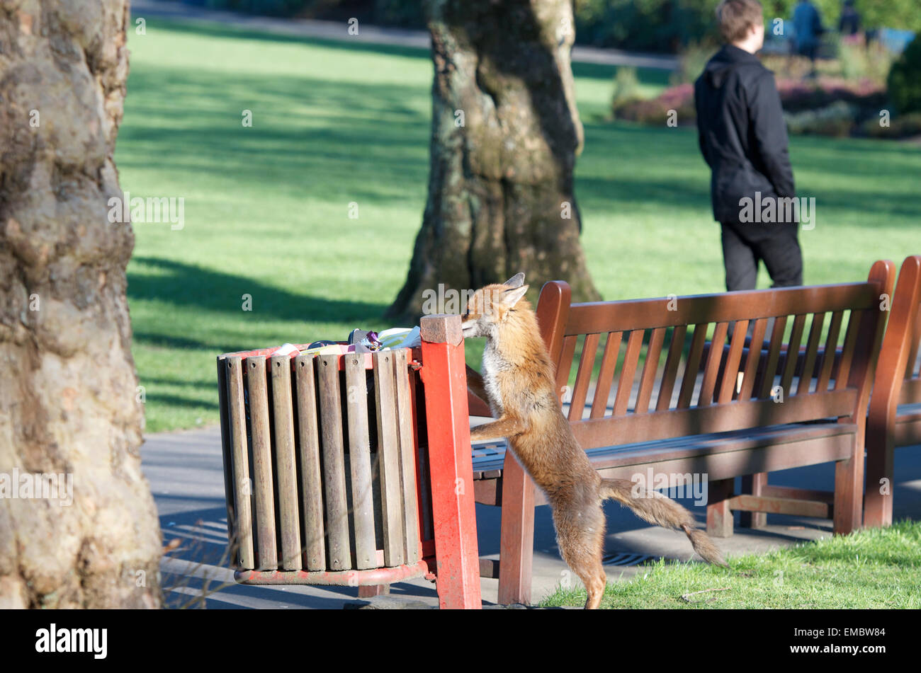Fox raiding a waste bin in the Botanic Gardens, Glasgow Stock Photo - Alamy