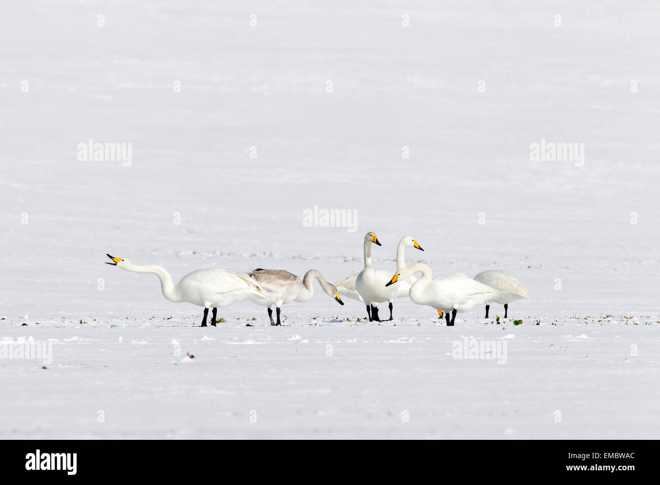 Flock of swan hi-res stock photography and images - Alamy