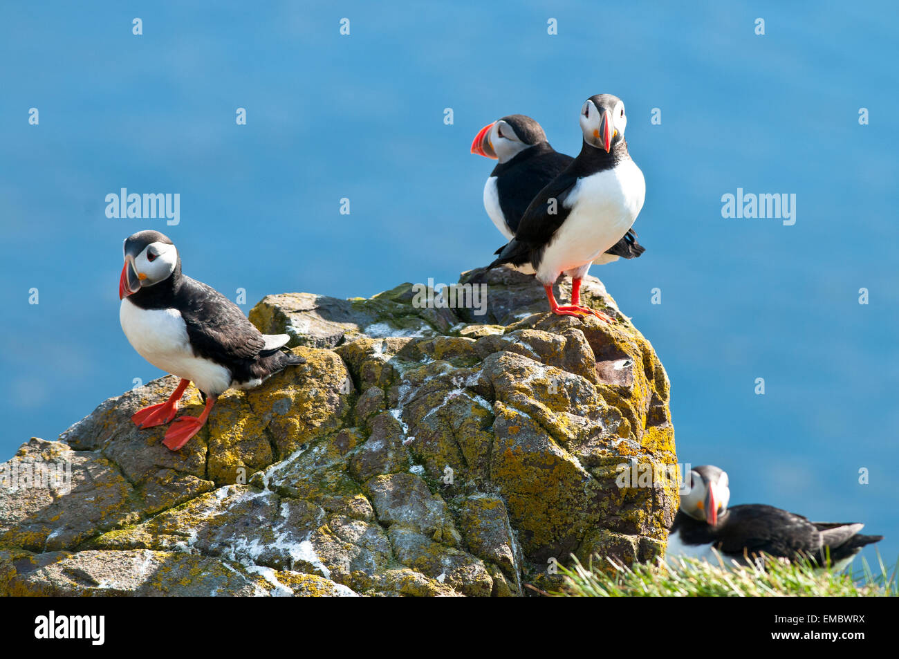 Atlantic puffin (Fratercula arctica), Lundi, Iceland Stock Photo - Alamy