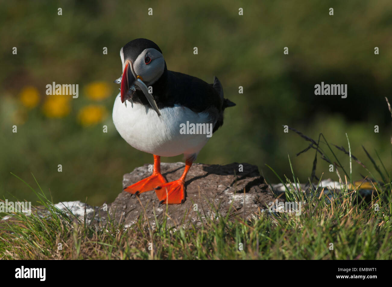 Atlantic puffin (Fratercula arctica), Lundi, Iceland Stock Photo - Alamy