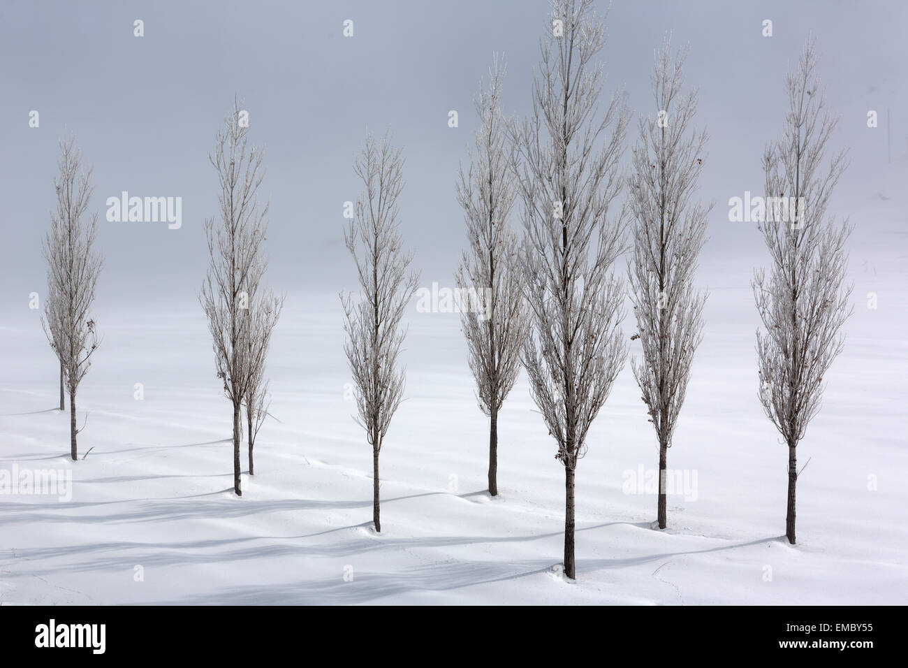 Group of poplar trees in soft,tranquil and snowy environment in winter ...