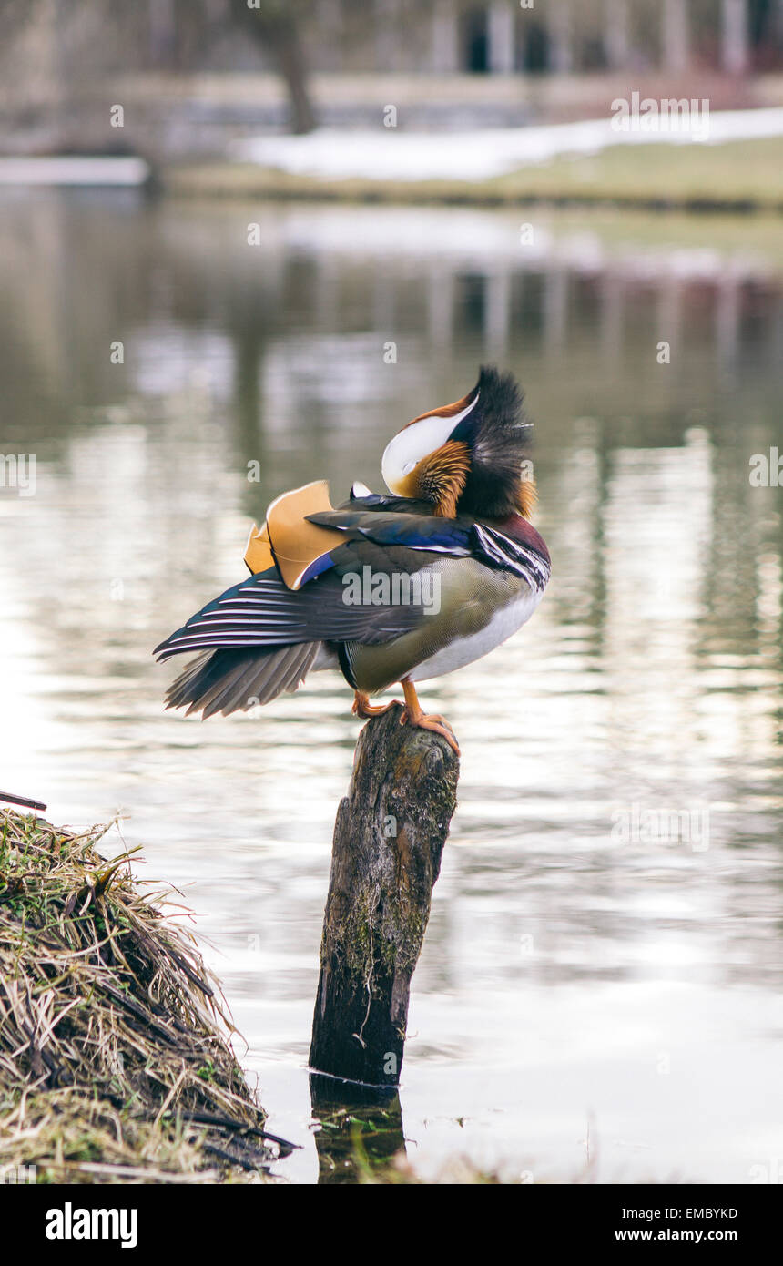 Mandarin duck sitting on wooden pole Stock Photo - Alamy