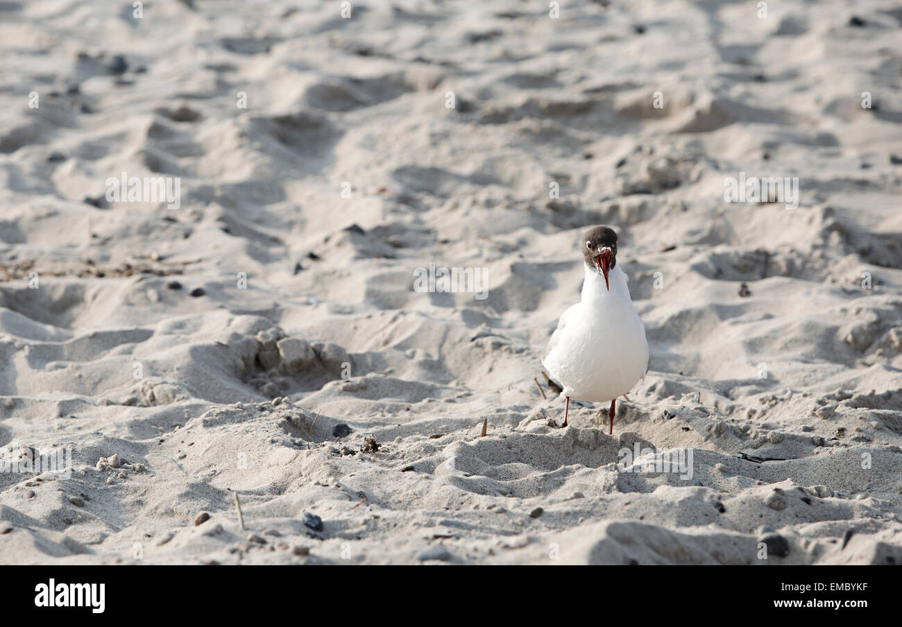 Begging seagull on sandy beach Stock Photo - Alamy