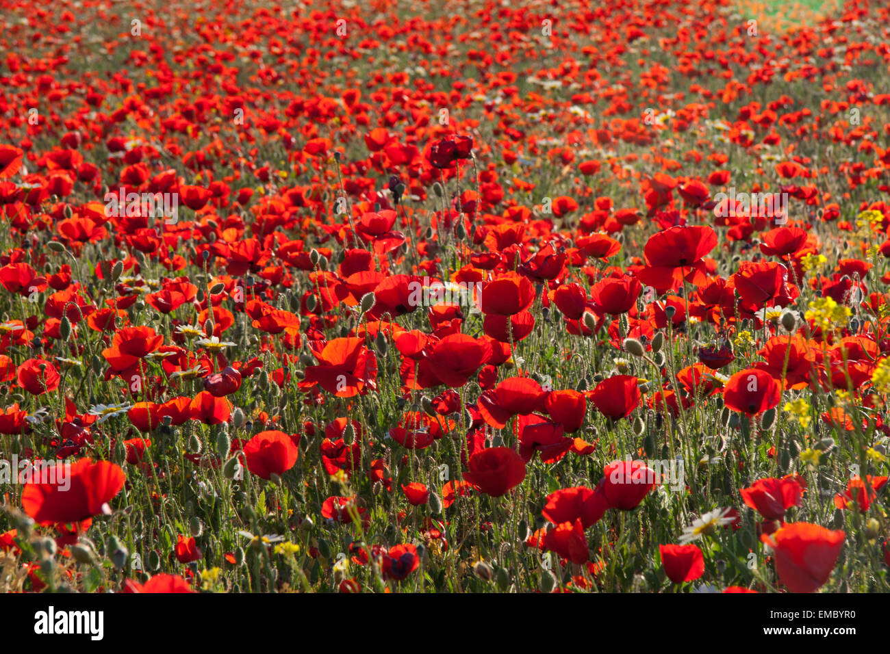 A very big blossoming poppy field during sunny afternoon, Spain Stock ...