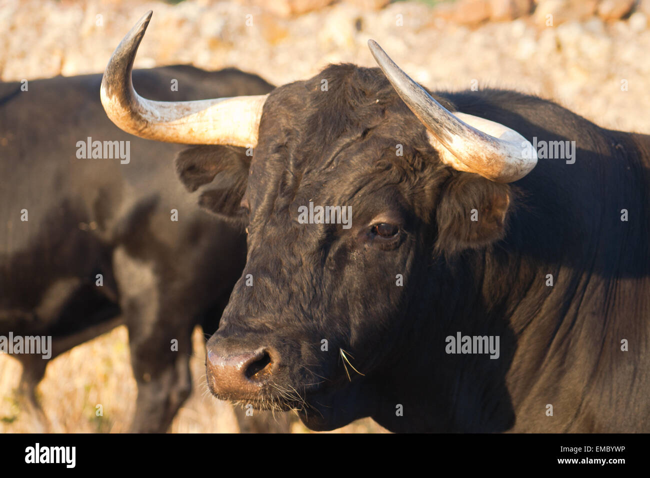 Specimen of Spanish free range Fighting Bull breed free-range on ...