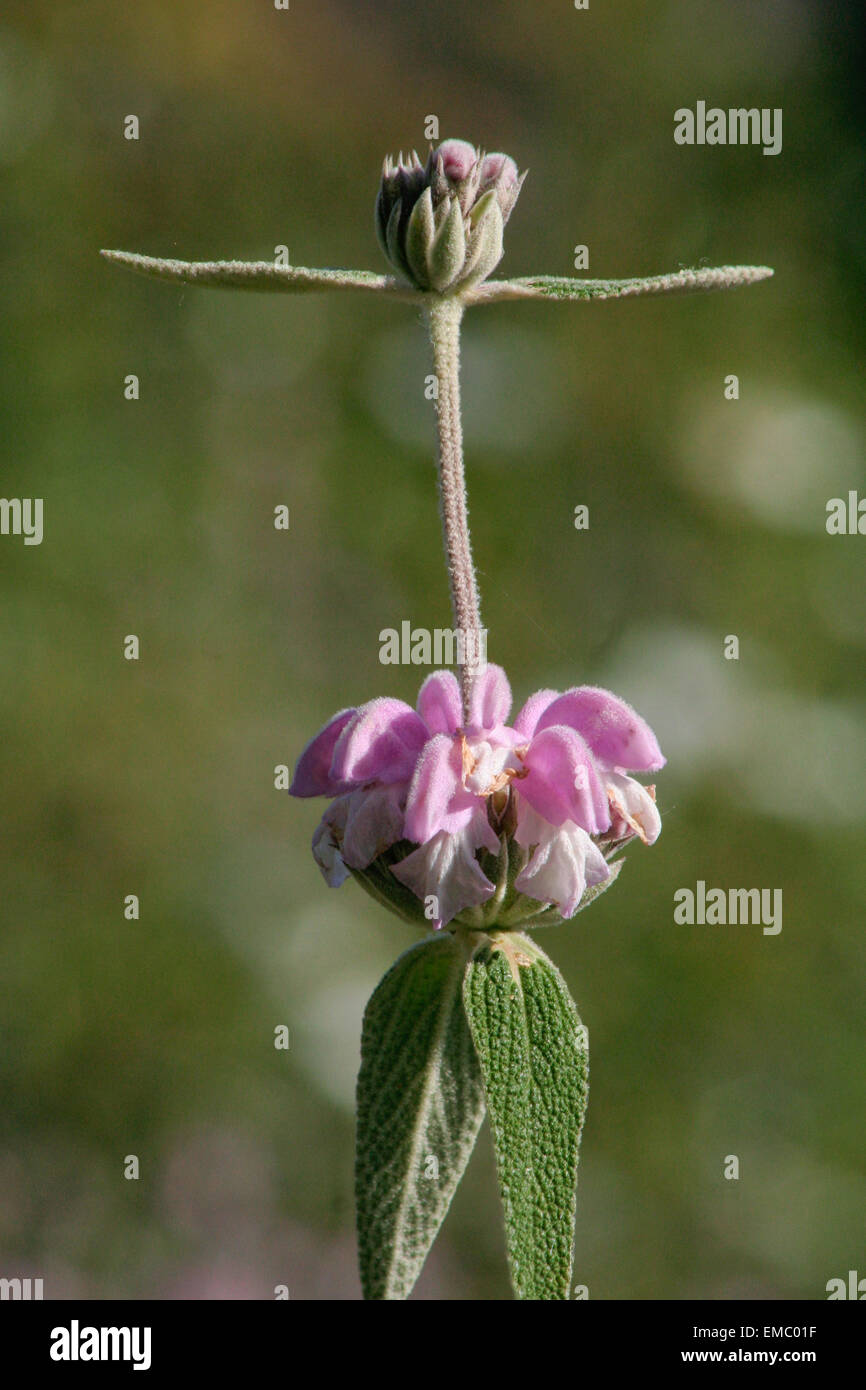 Beautiful lonely flower in wild fields at flowering time. Shape as a ...